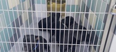 More than 60 dogs rescued from California house fire | News ...