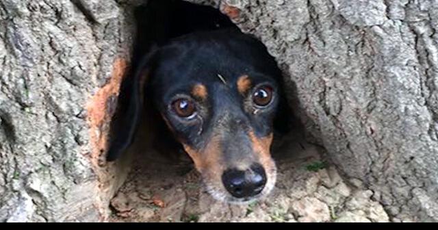 Dog rescued from tree | National and World News | channel3000.com