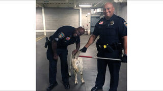 ‘Fugitive’ goat no longer on the ‘lam’ | Features | channel3000.com