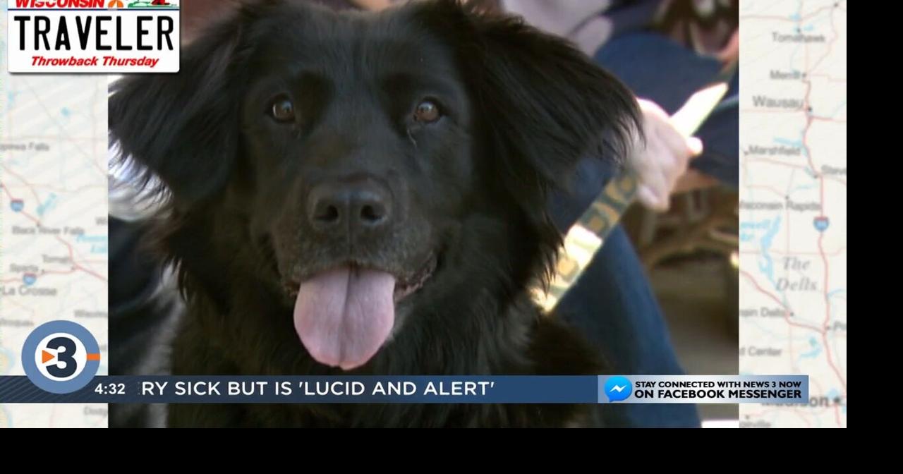 Traveler Throwback Thursday: Diabetes-sniffing dog | Newscasts Live at ...