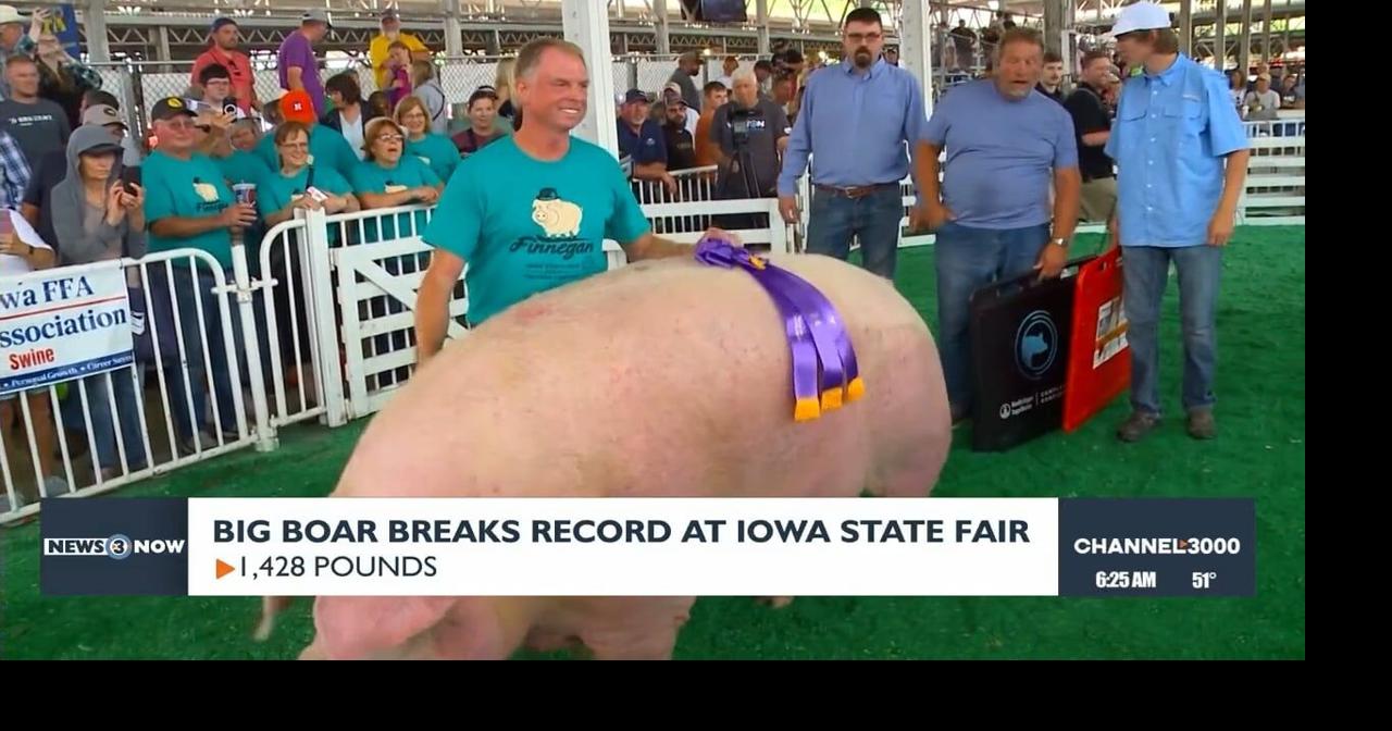 Big boar breaks record at Iowa State fair | Video | channel3000.com