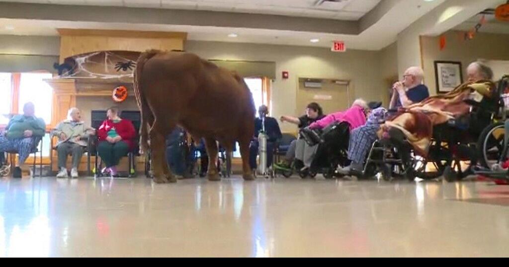 2,000-pound bull brings joy to nursing home | Lifestyle | channel3000.com