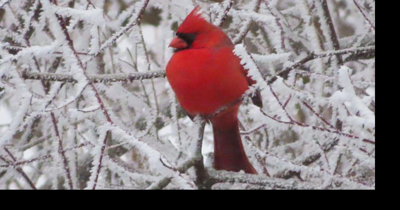 Northern Cardinal | MADISON MAGAZINE | channel3000.com