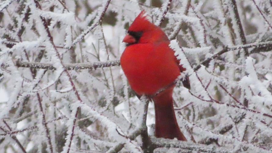 The biggest Madison birder you've never heard of | MADISON MAGAZINE ...