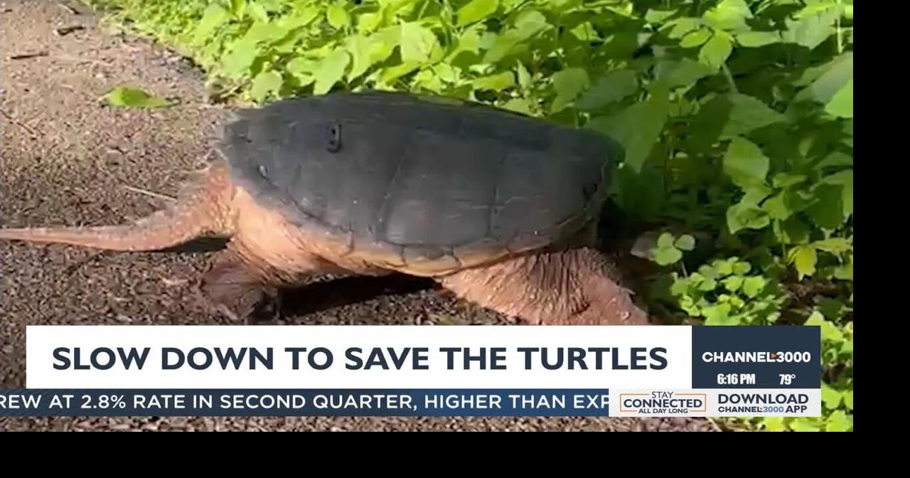 'It looks like a really slow moving boulder': Madison resident helps ...