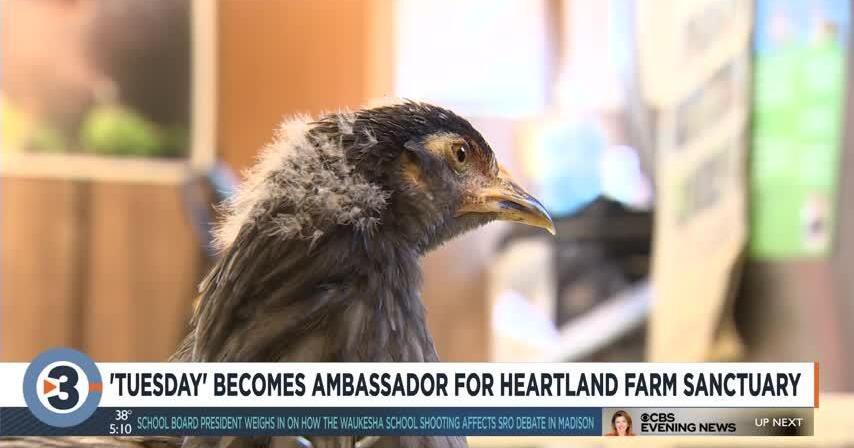 Legless chicken becomes ambassador for Heartland Farm Sanctuary ...