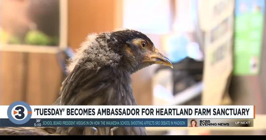 Legless chicken becomes ambassador for Heartland Farm Sanctuary ...