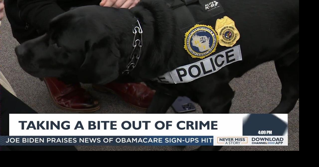 Wisconsin DOJ welcomes dog who can detect electronic devices | News ...