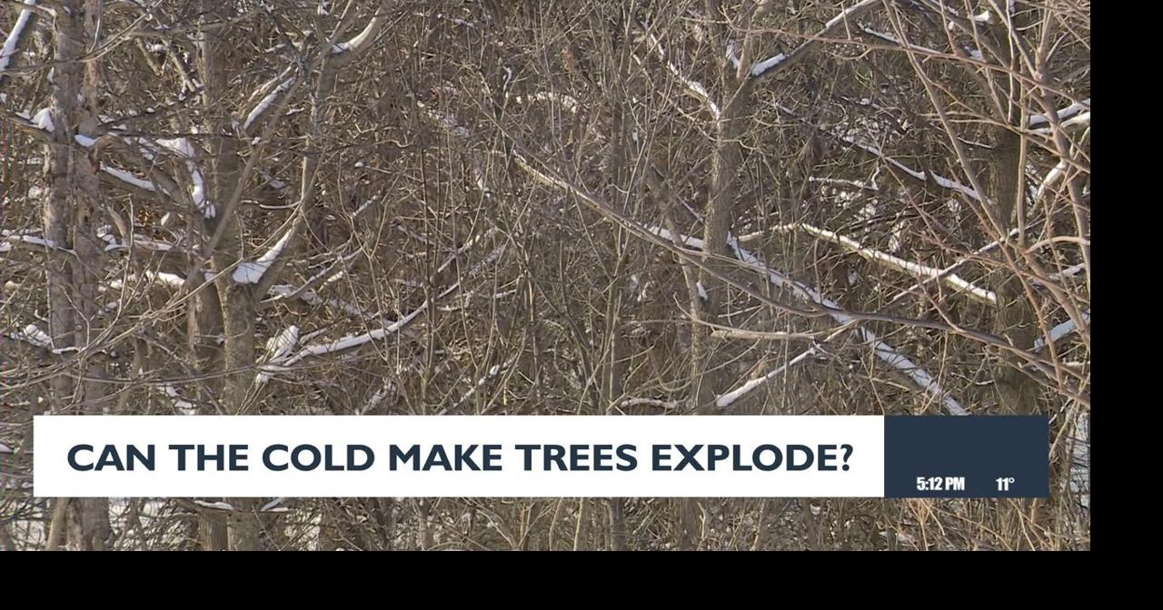Can the cold make trees explode | Video | channel3000.com