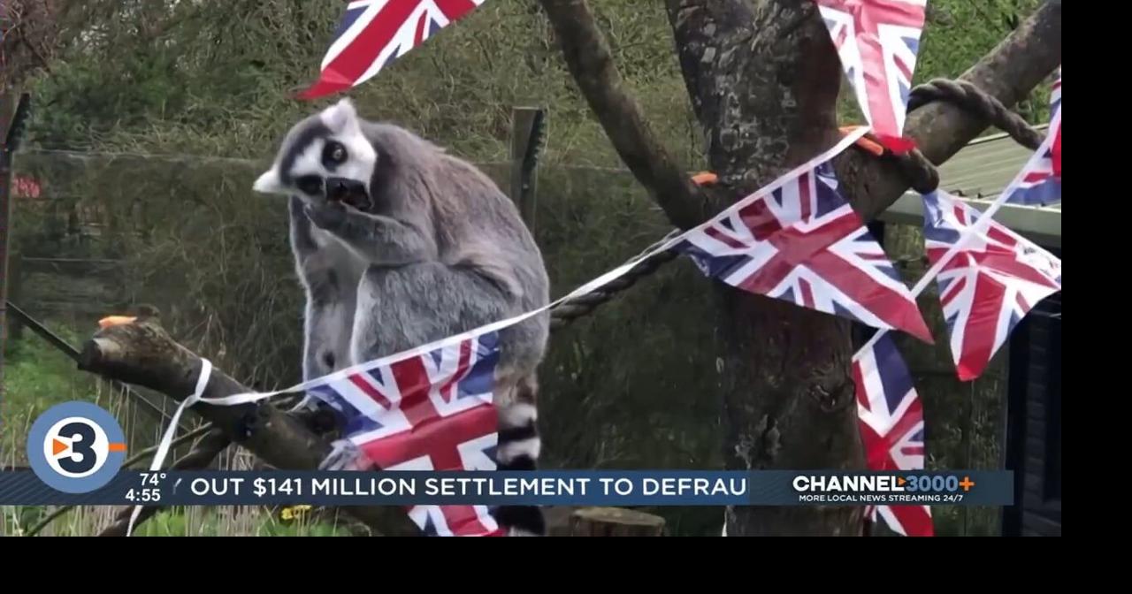 Newshounds Now Update: Animals celebrating coronation | Video ...