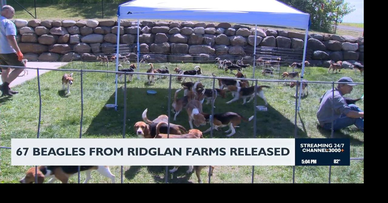 More beagles leave Ridglan Farms for rescue groups | News | channel3000.com