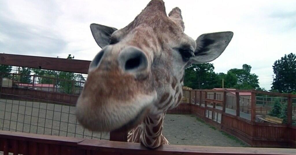 April the giraffe is heading into retirement — and onto birth control ...