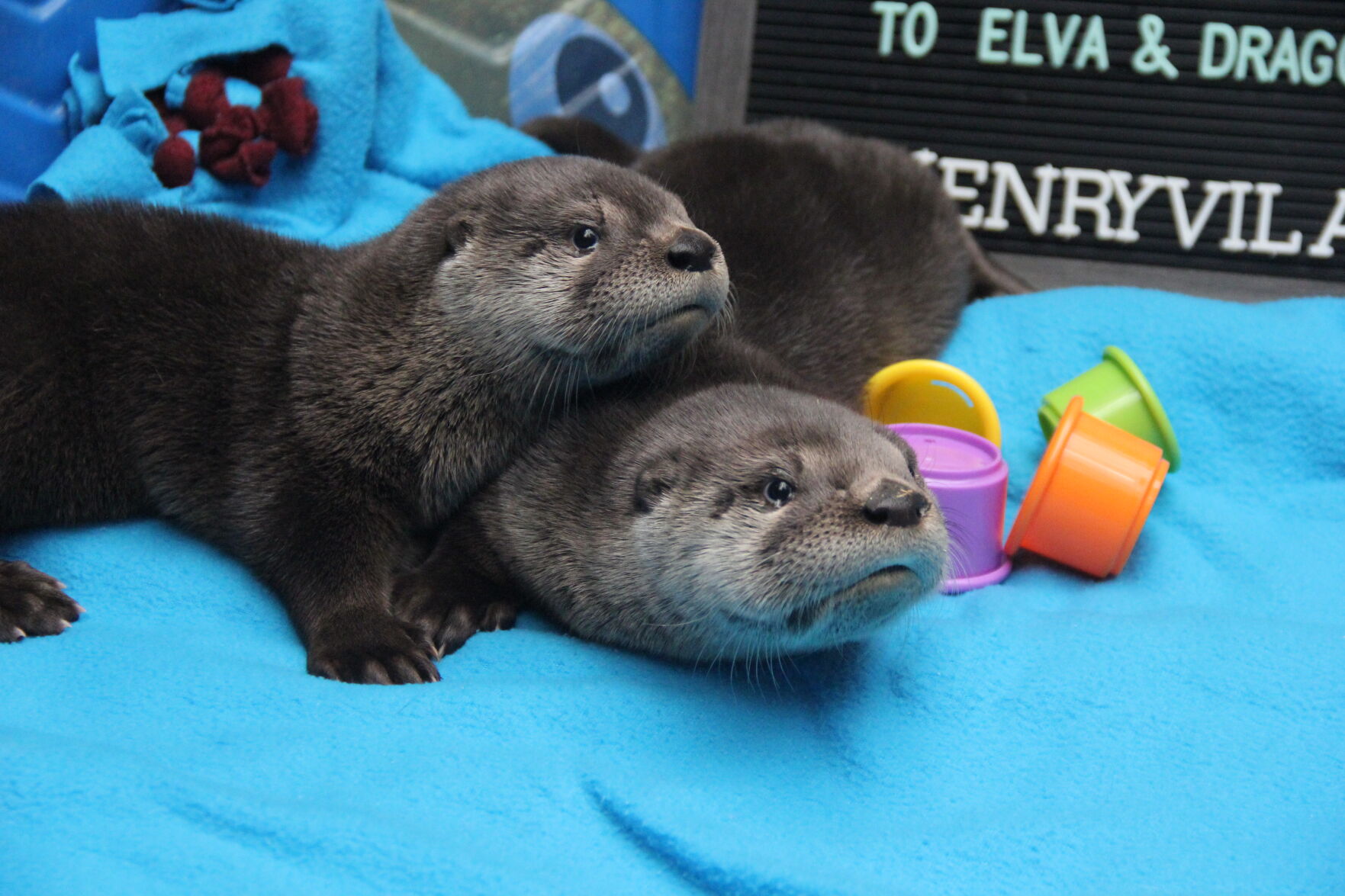 Henry Vilas Zoo announces birth of 2 river otter pups, will debut at ...