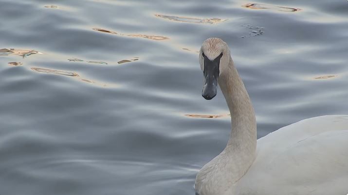 First recorded sighting of once near-extinct swan species | News ...