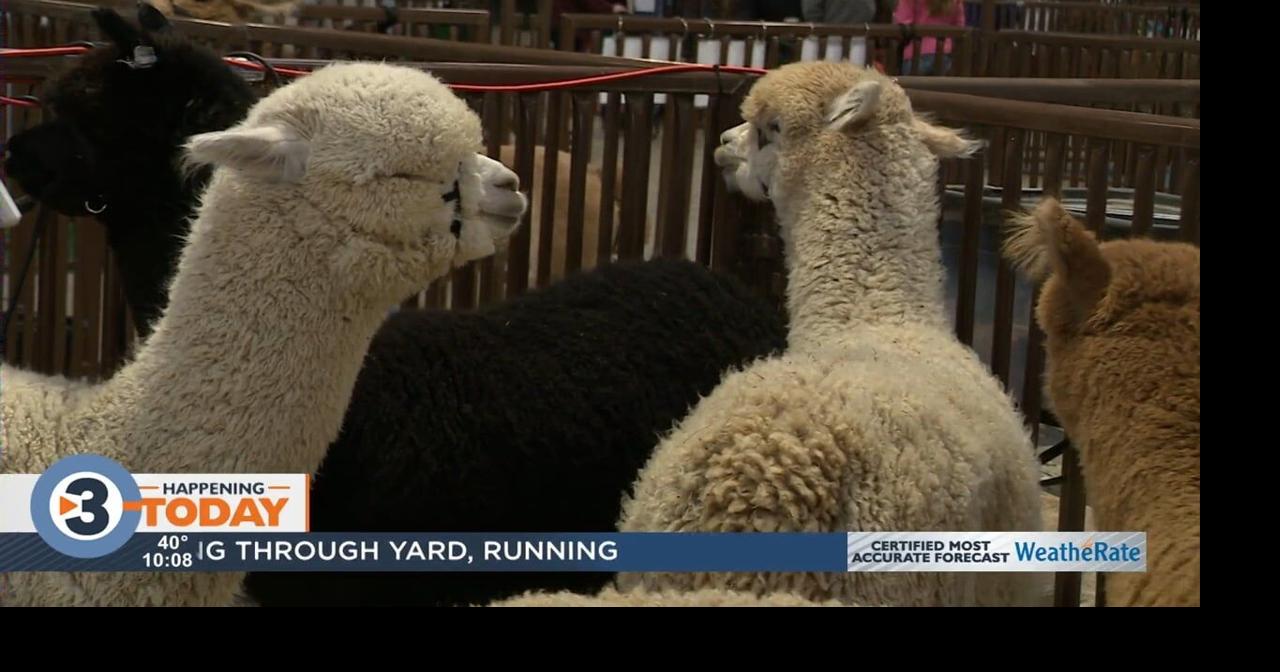 Great Midwest Alpaca Festival returns to Alliant with all things alpaca ...