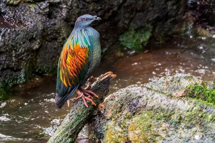 Not so dead as a dodo: ‘De-extinction’ plan to reintroduce bird to ...