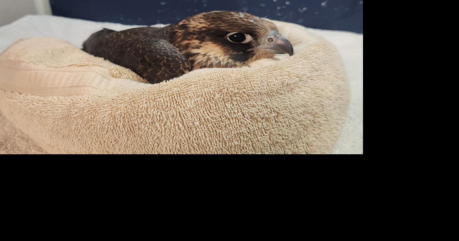 MGE peregrine falcon seriously injured while learning to fly, DCHS ...