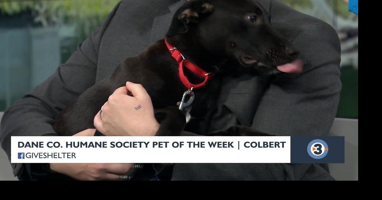 Pet-entially Yours: Meet Colbert from the Dane County Humane Society ...