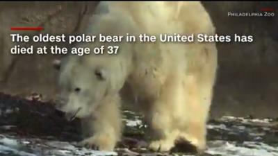 Oldest polar bear in US dies | National and World News | channel3000.com