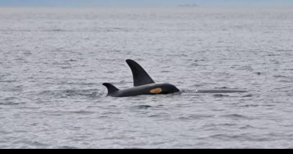 Female orca’s birth good news for dying species | National and World ...