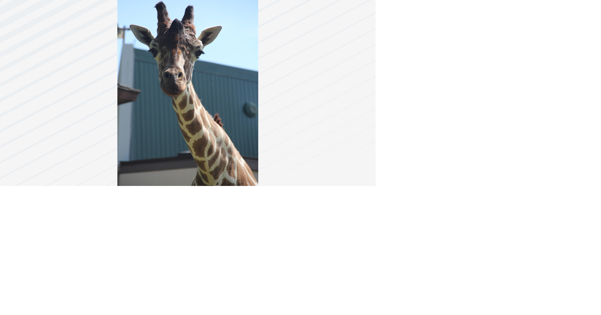 Eddie the giraffe reaches new home in northeastern Wisconsin ...