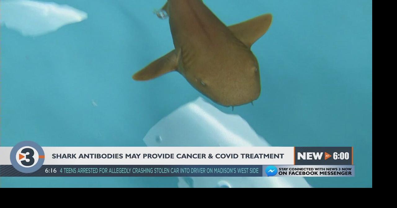 UW scientists launch novel cancer research using sharks | Health news ...