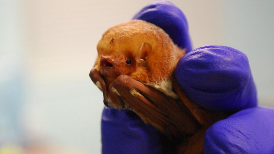 Bats waking up early from hibernation could starve, don’t touch them ...