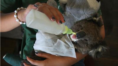 Koala populations are in decline due to increased human impacts on ...