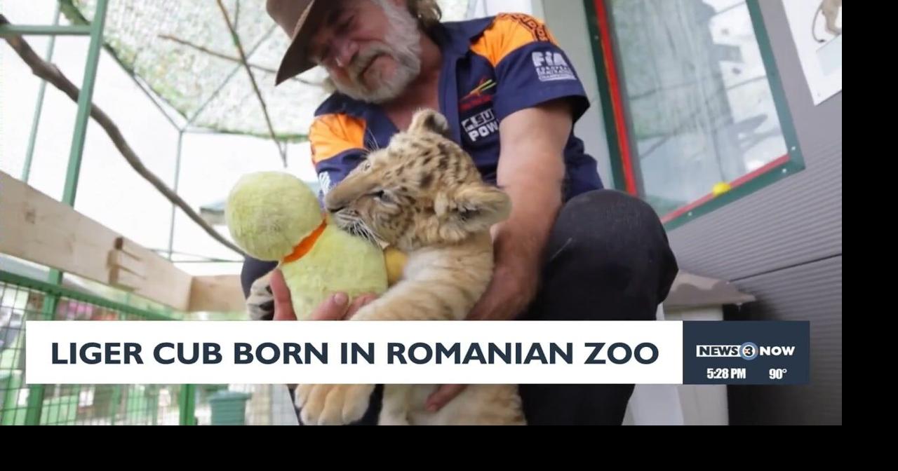 Liger cub born in Romanian zoo | Video | channel3000.com