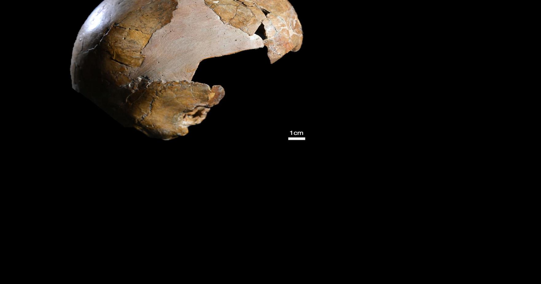 Earliest evidence of interbreeding between Neanderthals and Homo ...