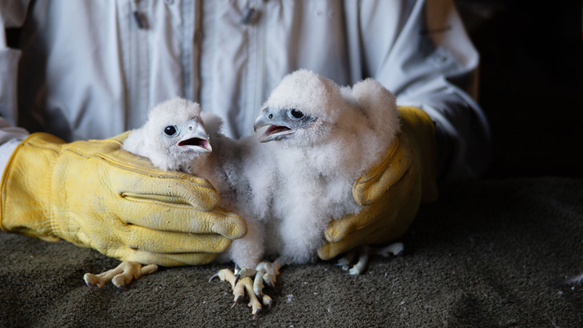MGE names 2 falcon chicks born at Blount Generating Station | News ...
