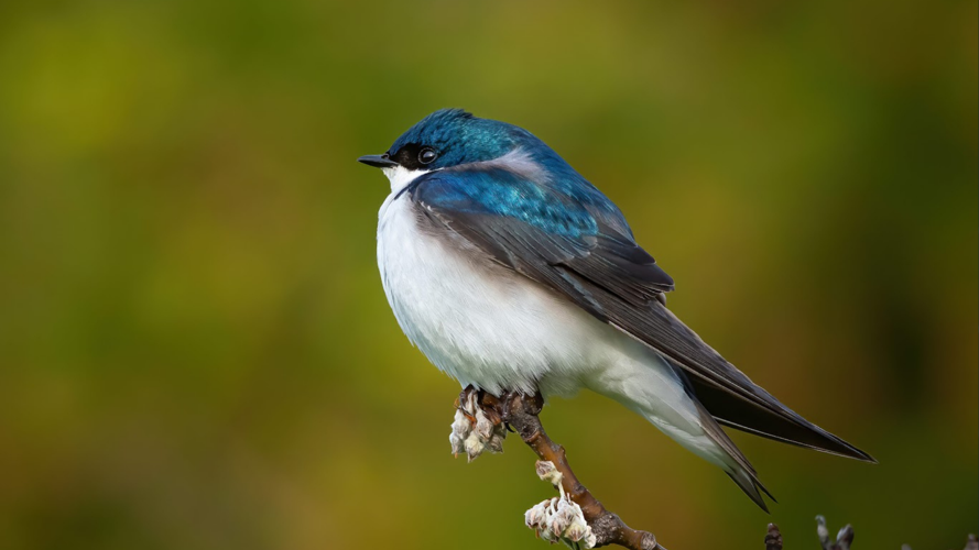 Survival of the Fattest: Wisconsin Fat Bird Week returns Friday | News ...