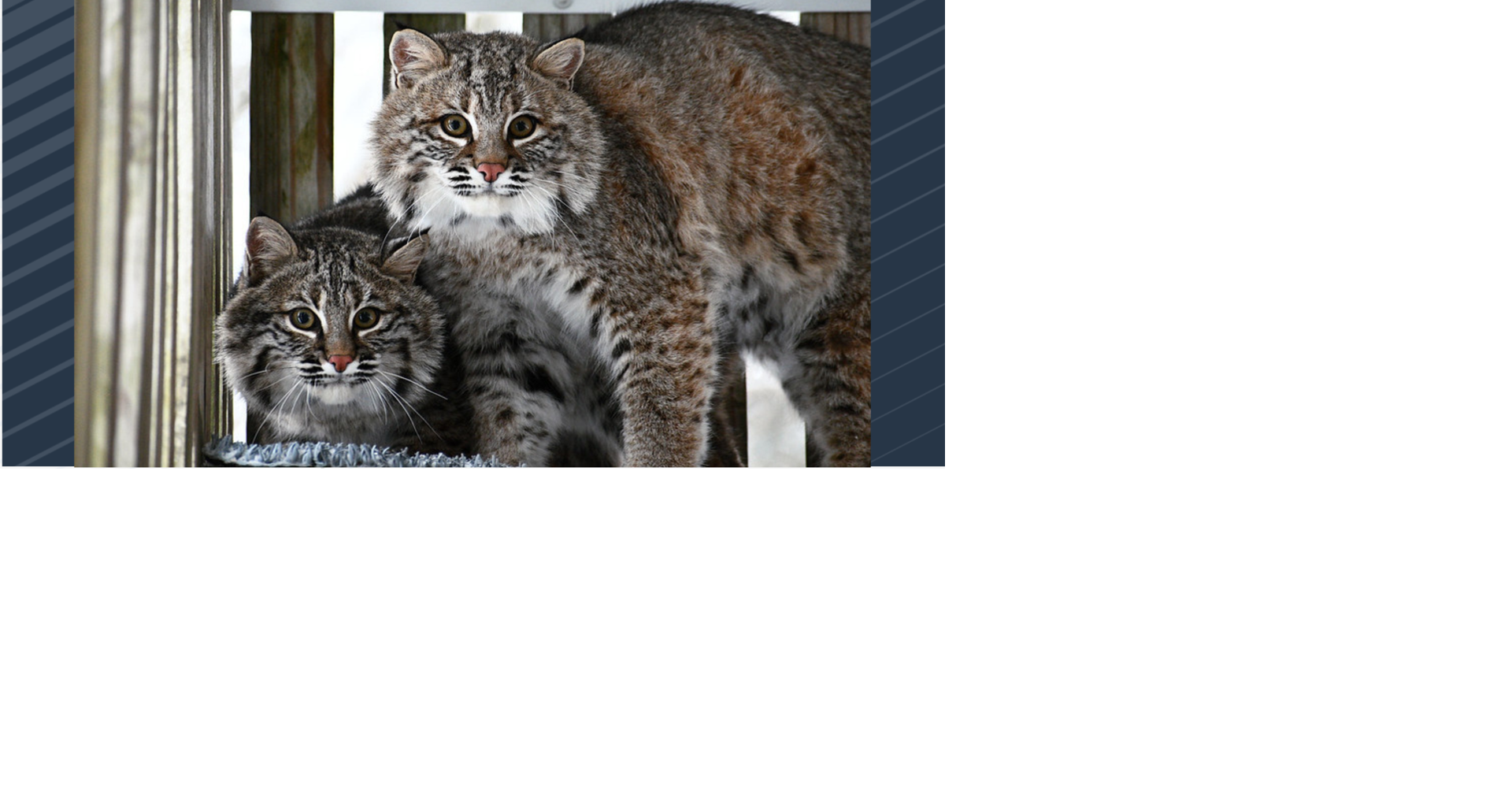 Dane County Humane Society releases 2 bobcats back into the wild | News | channel3000.com