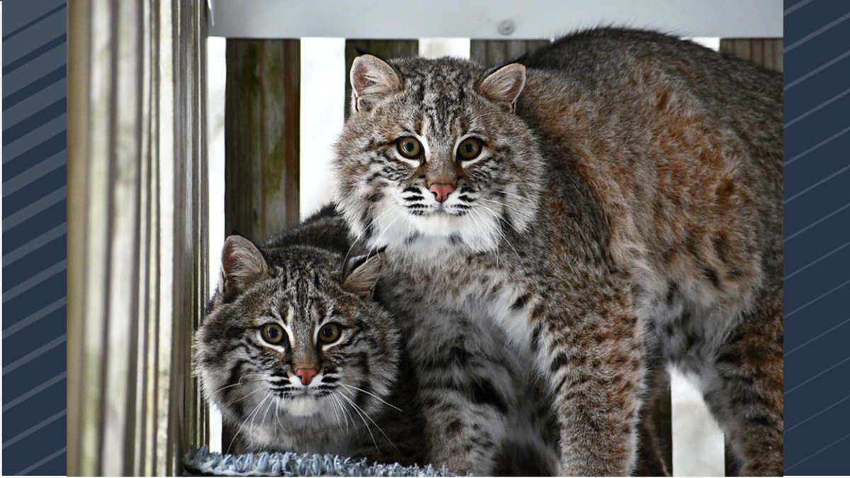 Dane County Humane Society releases 2 bobcats back into the wild | News ...