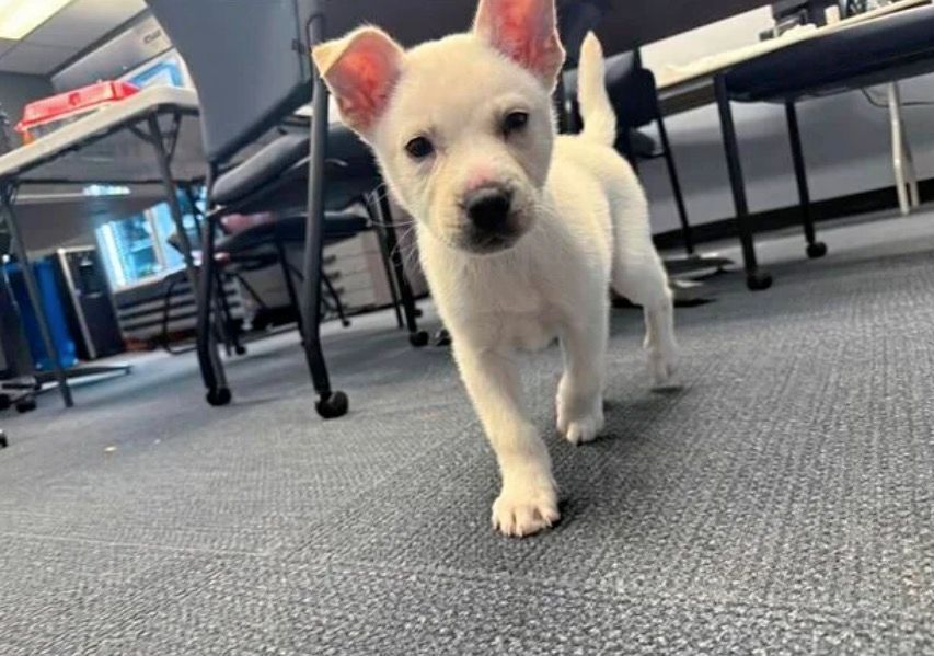 Pittsburgh woman accused of zipping puppy inside a suitcase | News ...