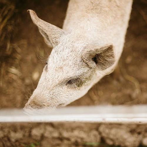 Meet the Waunakee family farmers that are doing things differently ...