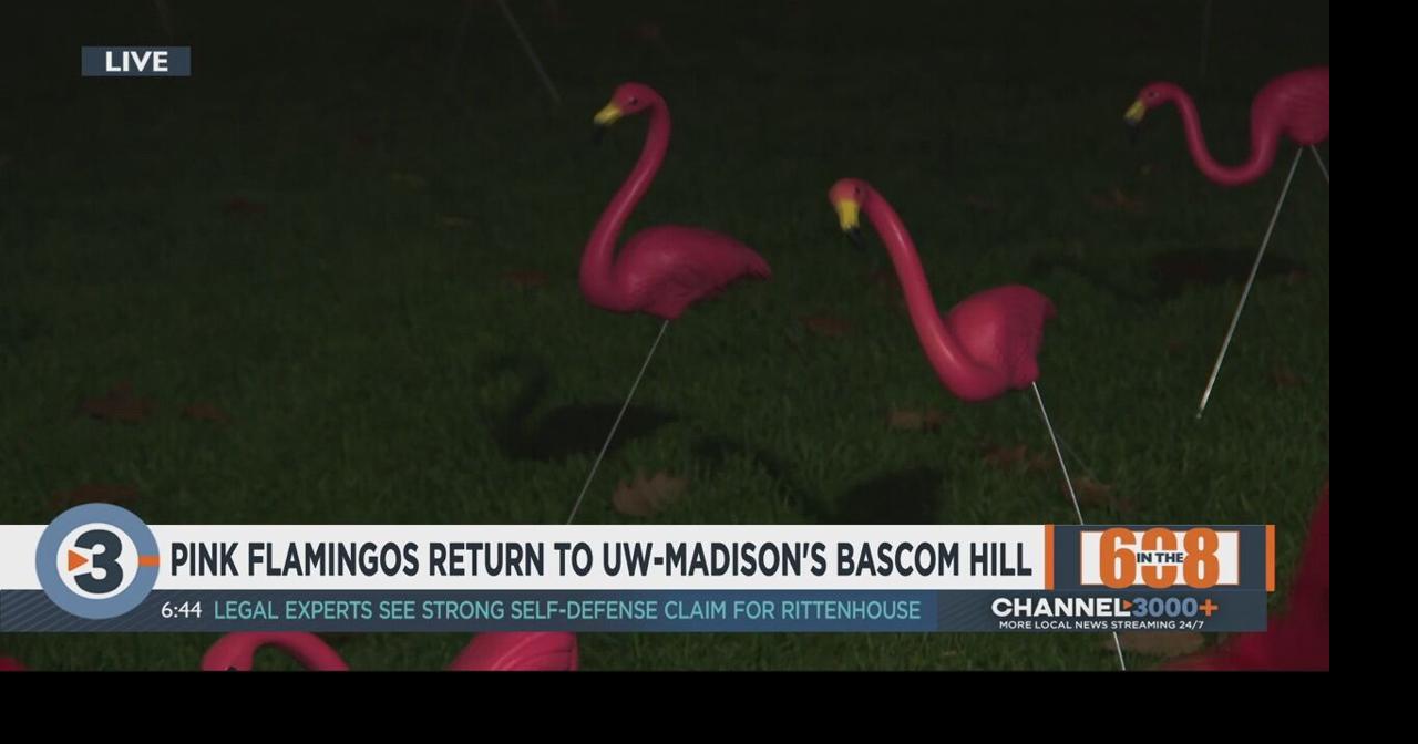 In the 608: Pink flamingos return to UW-Madison’s Bascom Hill ...
