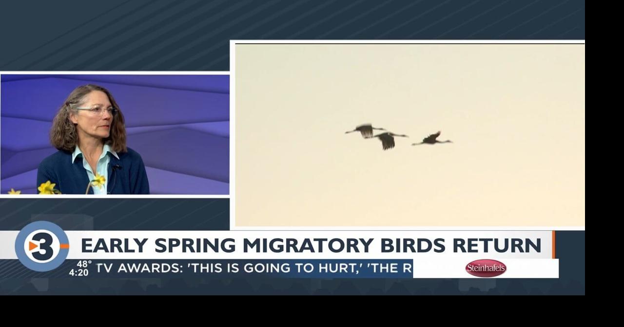 WATCH: Early spring migratory birds returning to southern Wisconsin ...