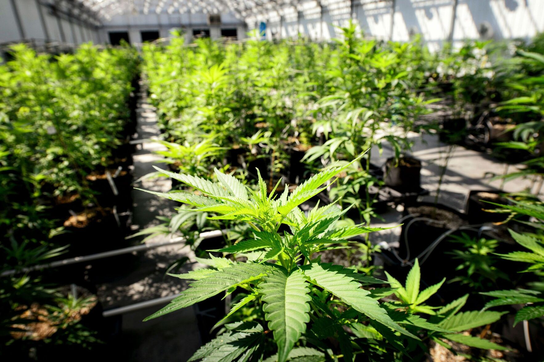 Marijuana advocates light up Second Amendment fight at Supreme Court ...