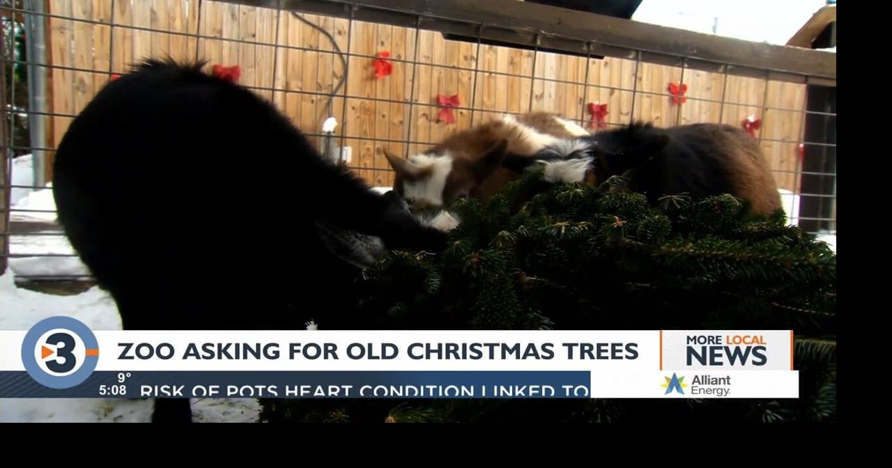 Ochsner Park Zoo in Baraboo collecting used Christmas trees for animals ...