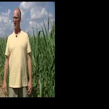 Corn growers’ insurance to reduce crop carnage pain | Local News ...