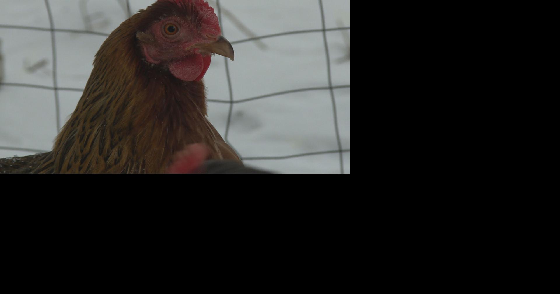 Blain's Farm & Fleet to host Annual Fall Chick Days | News ...