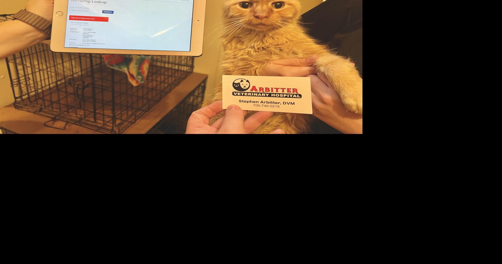 Reunited with Rutherford: cat missing from Stoughton found in Georgia ...