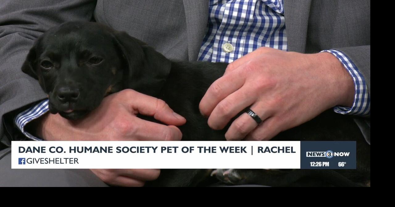Pet-entially Yours: Meet Rachel from the Dane County Humane Society ...