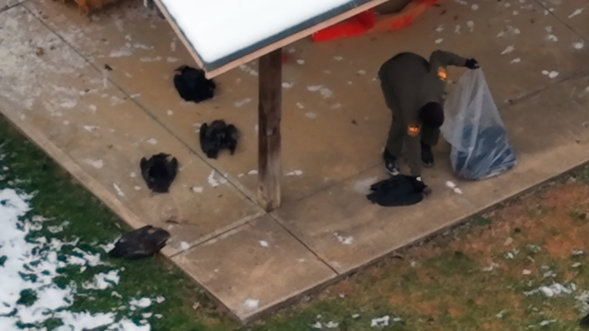 Seventy-two vultures dead at Ohio school | News | channel3000.com