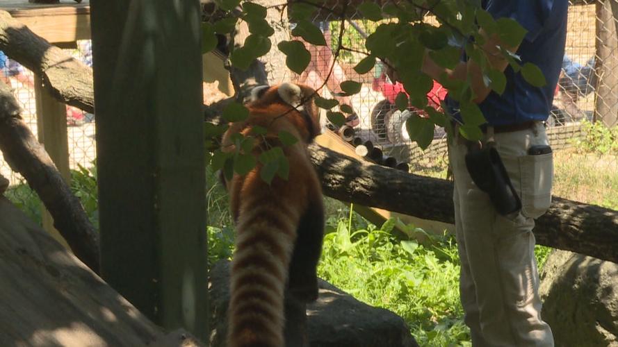 Bandit, Henry Vilas Zoo’s new red panda, makes public debut | Local ...