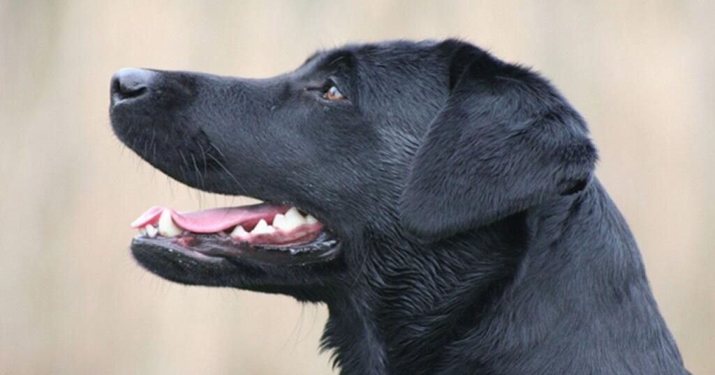 Labrador retriever most popular dog in US once again | National and ...