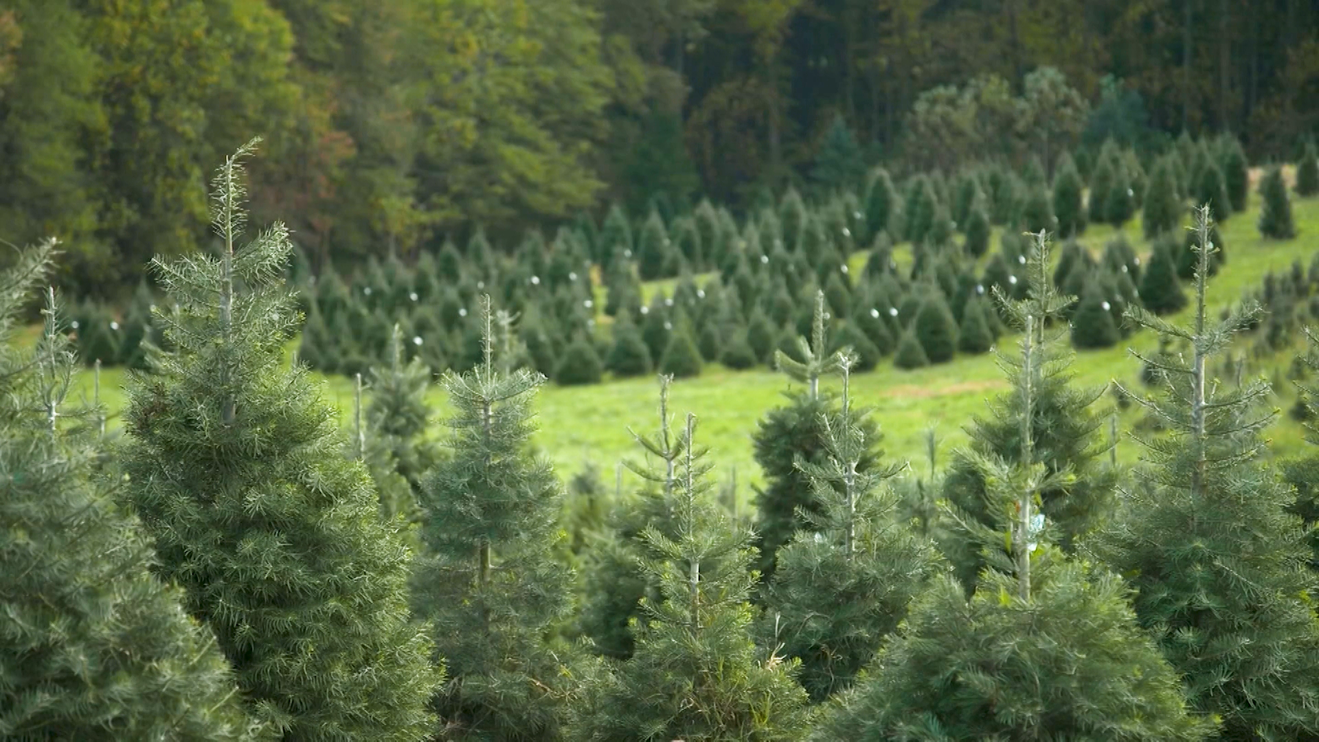 Madison Christmas tree disposal program begins January 5 | News ...