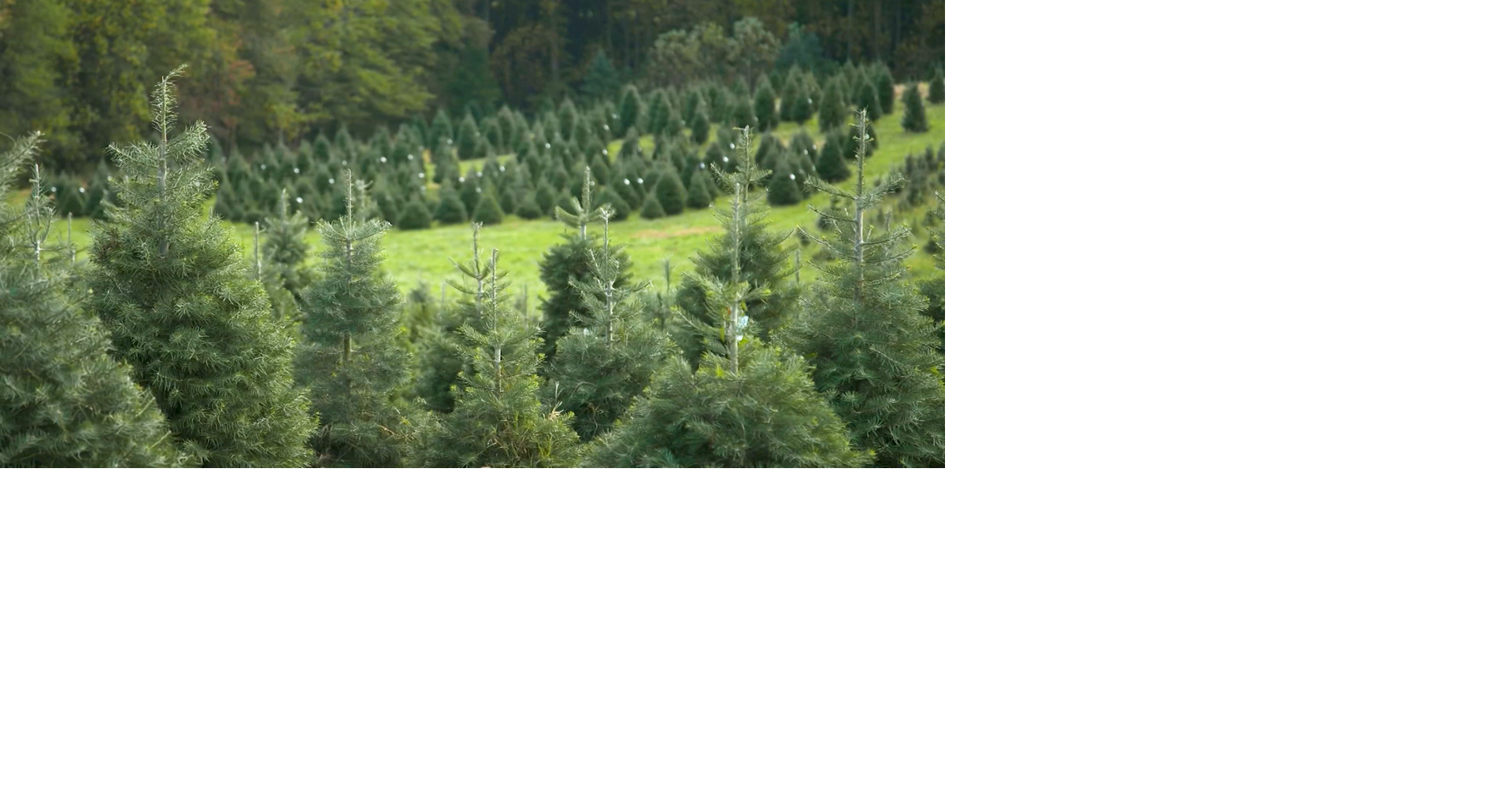 Madison Christmas tree disposal program begins January 5 | News ...