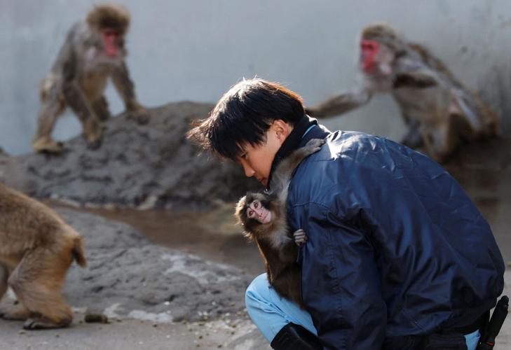 Punch the monkey is finally making friends and fitting in | News ...
